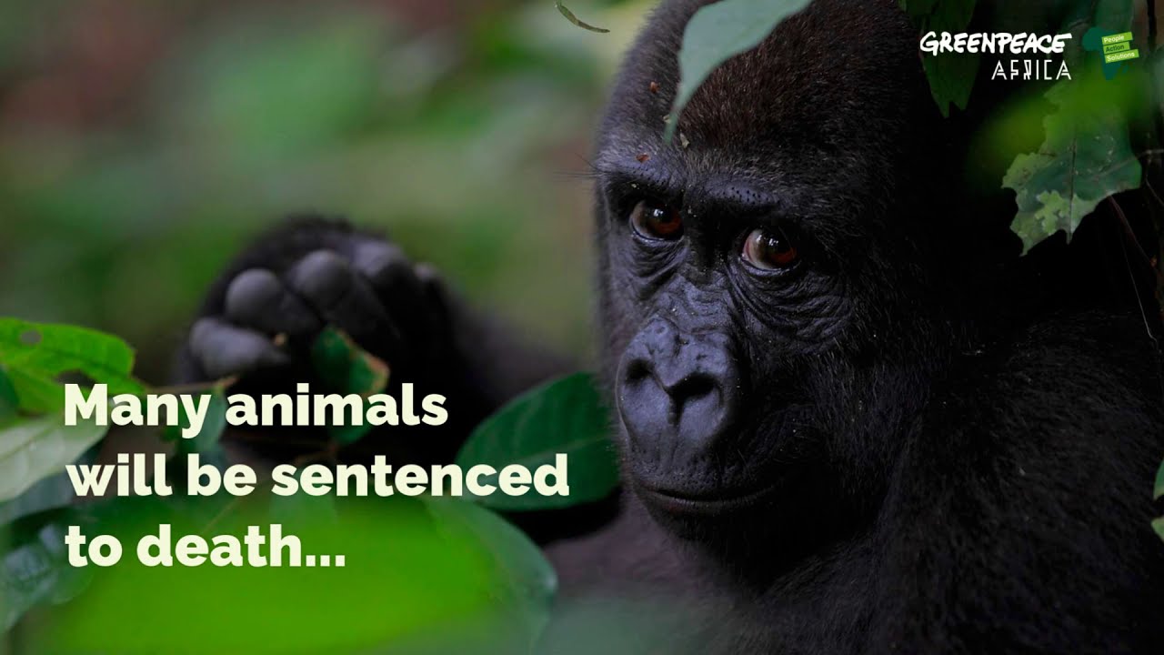 Will You Help Save Our Forests!