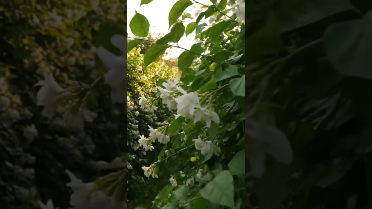 3 Manfaat Melati yang Bikin Kamu Kaget!