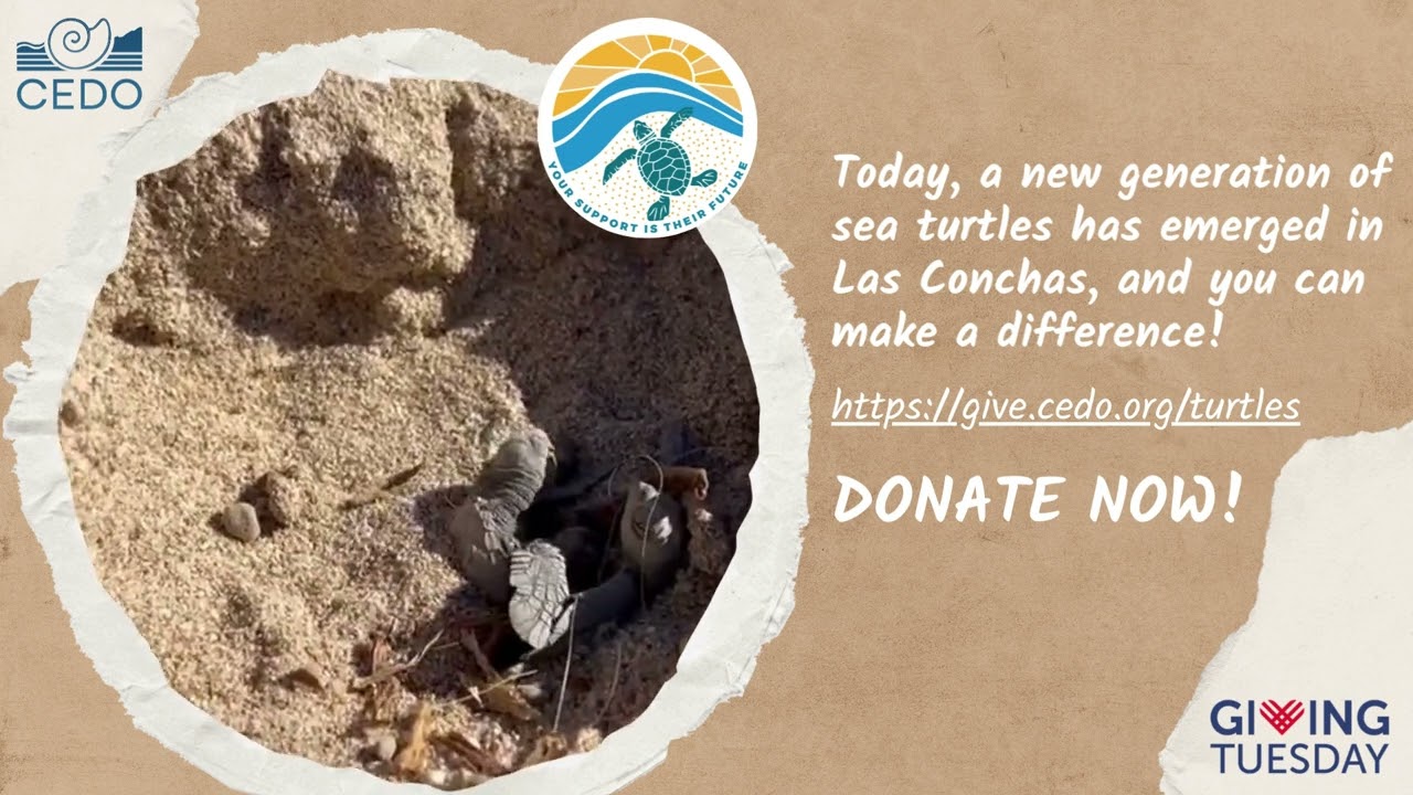 video tortuga givingtuesday eng