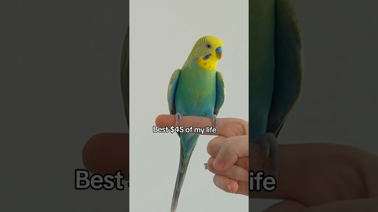 $45 never looked so cute😍