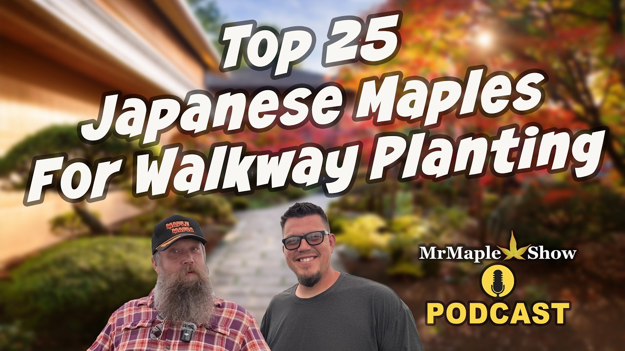 Top 25 Japanese Maples Perfect for Walkway Planting 🌿 | MrMaple Show Podcast