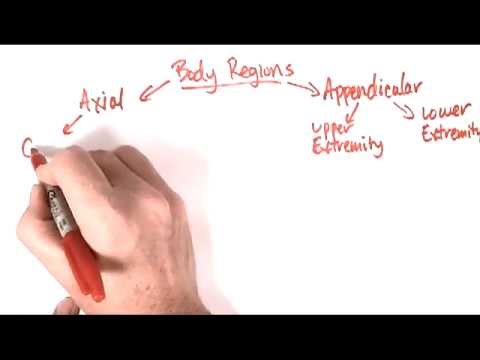 Body Regions