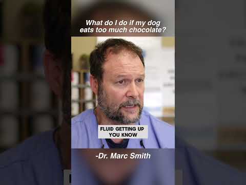 What Should I Do if My Dog Ate Chocolate? by Marc Smith, DVM, MS