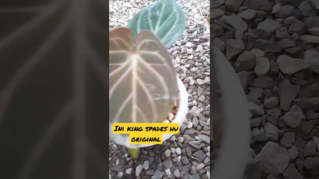 ini anthurium kingspades hu original untuk harga di wa saja 085695984795