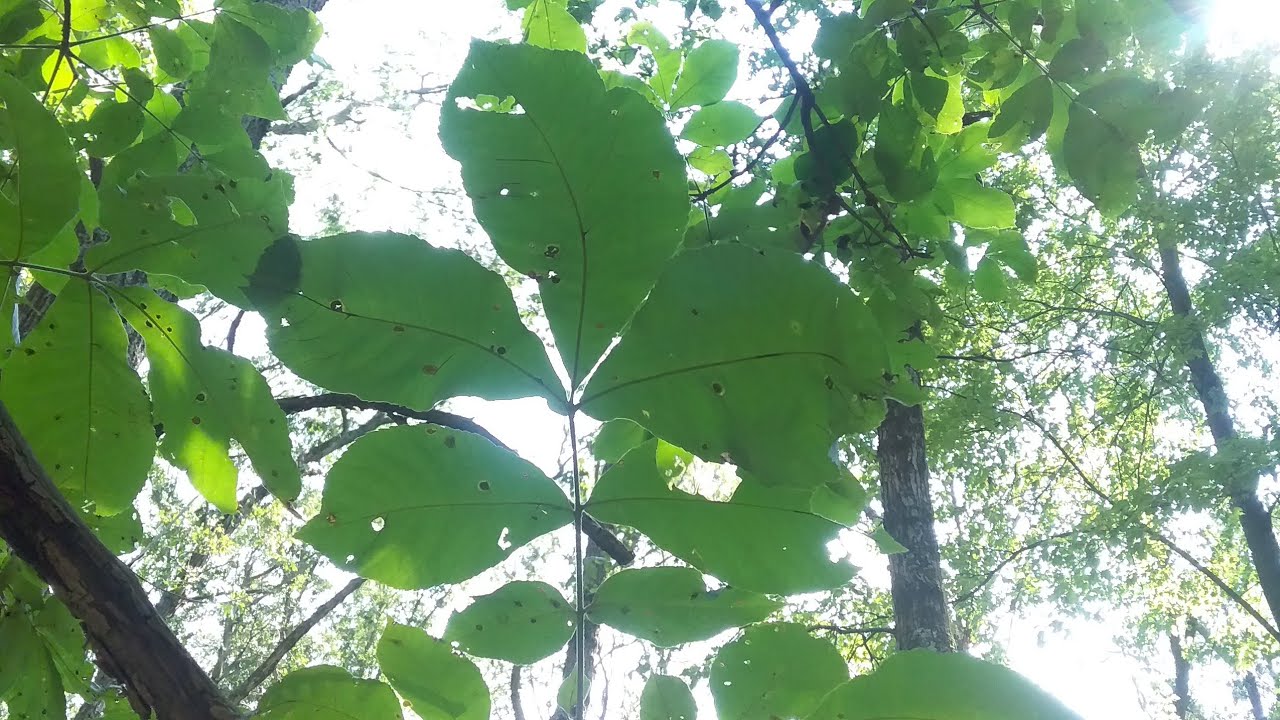 Identifying 5 common Hickories by their leaves
