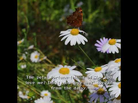 March 28th What The “flower fortune telling” of love fortune telling is actually a daisy! #Sun