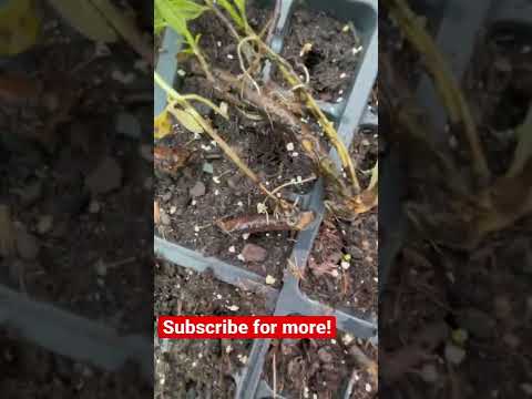 Hyssop Propagating DIY