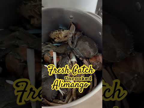 Alimango Uncooked, Fresh Catch #asmr #alimango #alimasag #crab #crabs #freshcatch #boiled