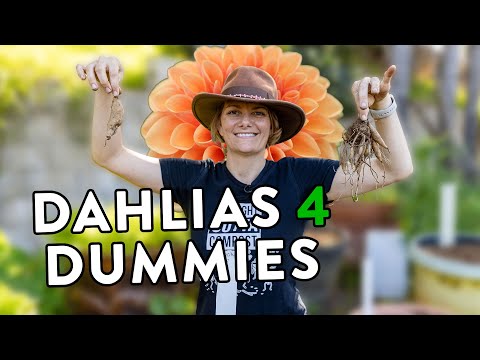 Mengungkap Rahasia Bunga Dahlia! Cara Menanamnya & Mengapa Saya Lebih Suka Pot
