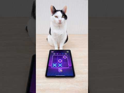 Cat and TIC TAC TOE