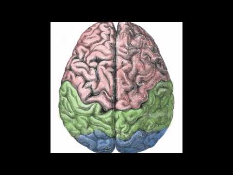 Charboneau-AP Psychology-Procedural Memory-Justin Kleier