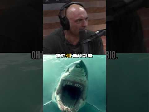 Joe Rogan - That's a 25 foot great white shark #greatwhiteshark #shark #joerogan #shorts