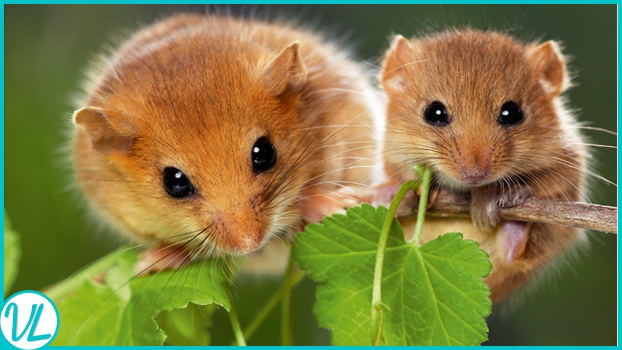 Sleep Expert Of Animal Kingdom: Dormice