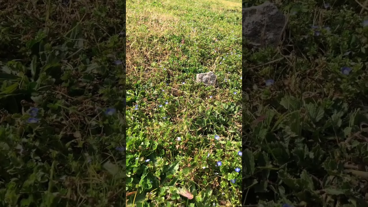 Blue primroses #shorts