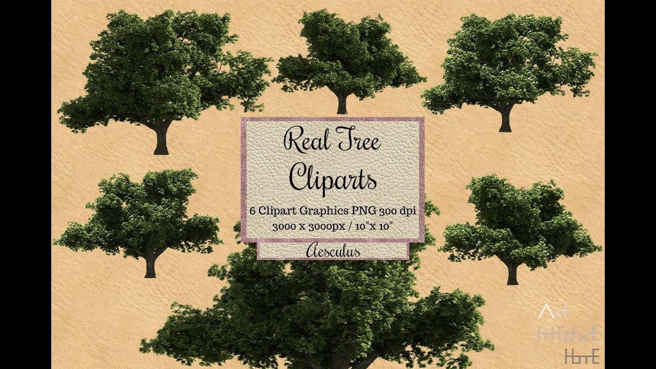 Real Tree Cliparts - Aesculus - photoshop overlays png, Tree layout, transparent background