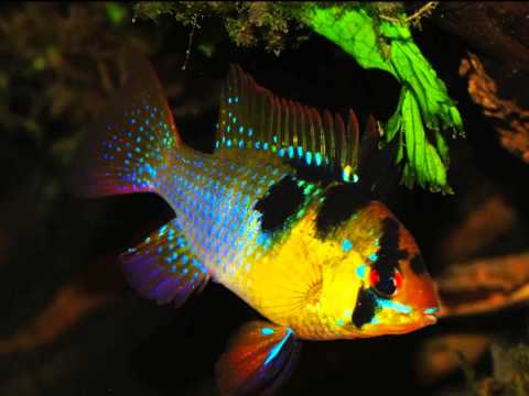 B Aquatics: German Ram Care