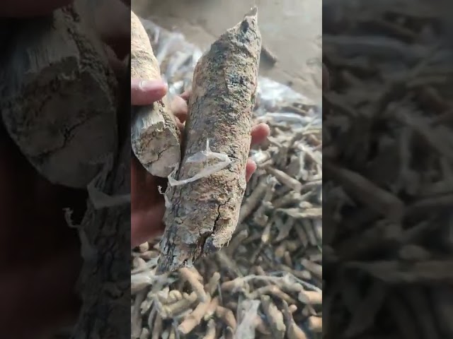 Herbal Roots - Asparagus Racemosus Roots Manufacturer from Neemuch