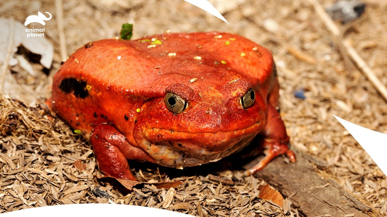 Madagascar Tomato Frog That Fights Without Teeth | Little Giants S1 ep4 | Animal Planet