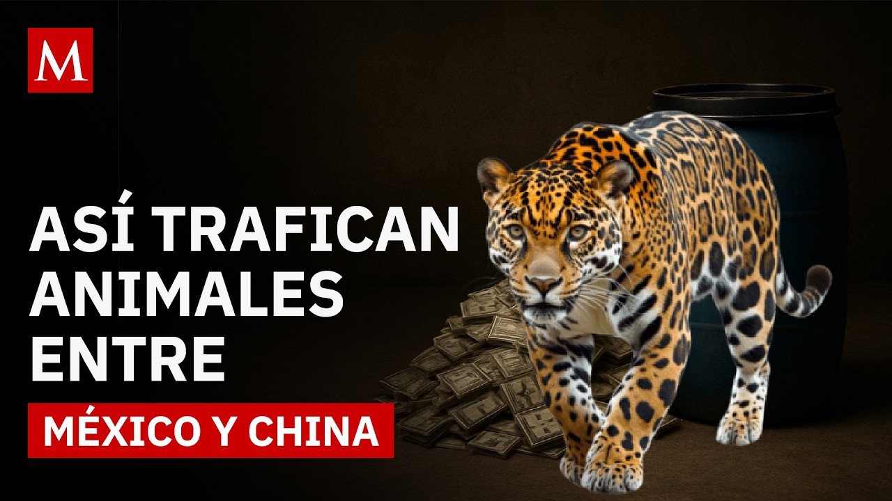 What's behind the new drug cartel business? Exotic animals in exchange for fentanyl.