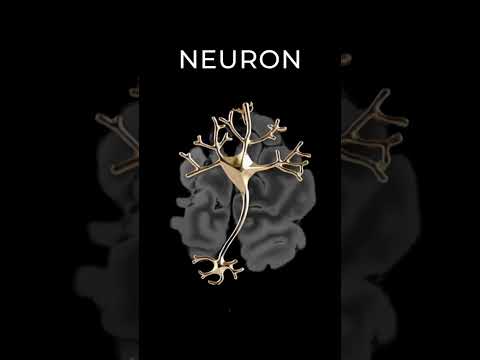 Medical School Anatomy Gift Ideas Brain Neuron Neurology