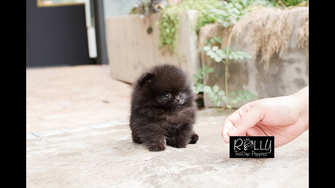 True Teacup Black Pomeranian Teddy Bear!! Kasey - Rolly Teacup Puppies