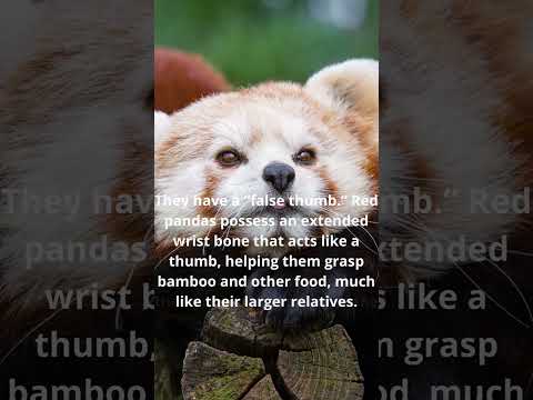 3 Interesting Facts About Red Pandas