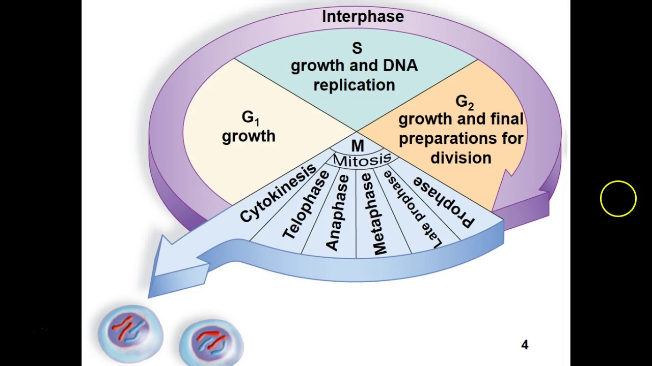 BIO101 Chapter 5 Lecture