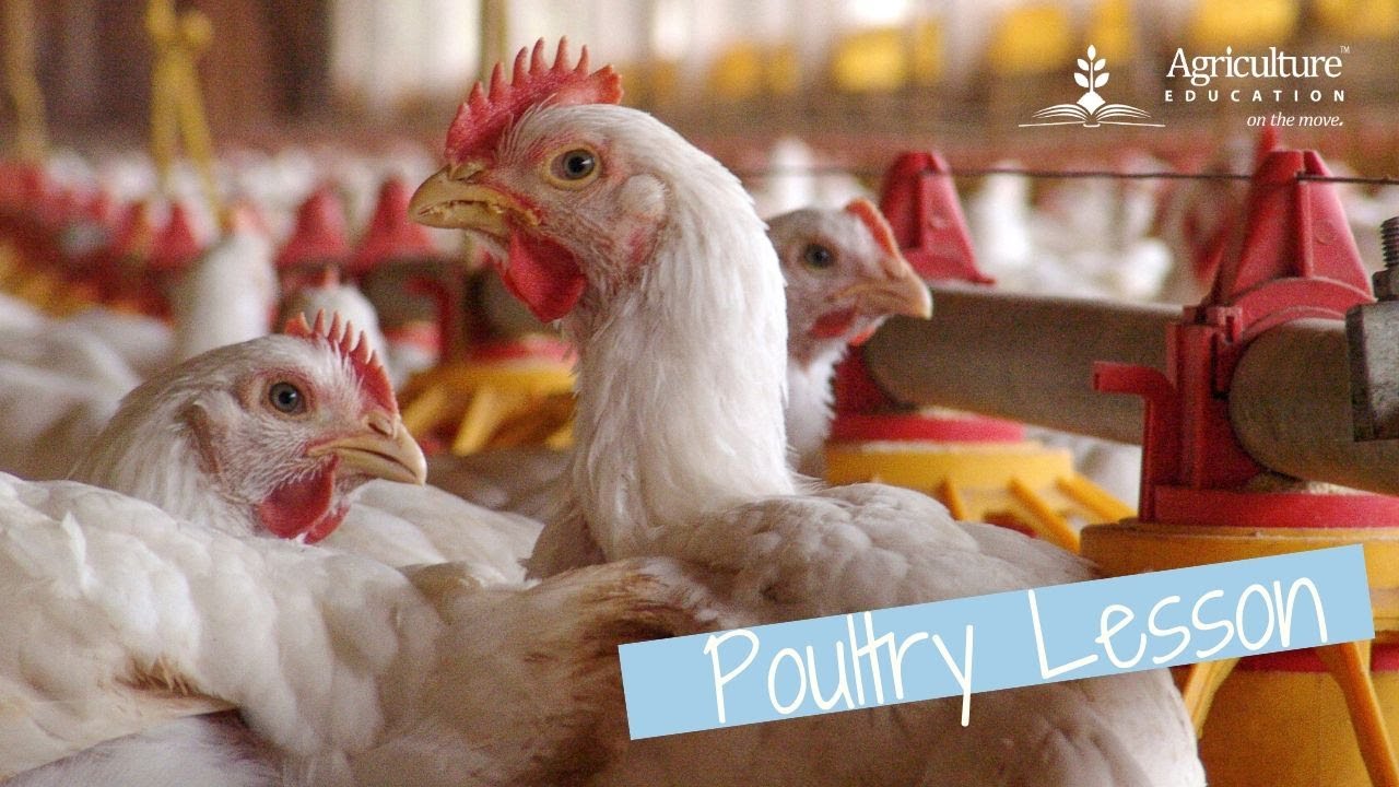 AEOTM™ - Poultry Lesson