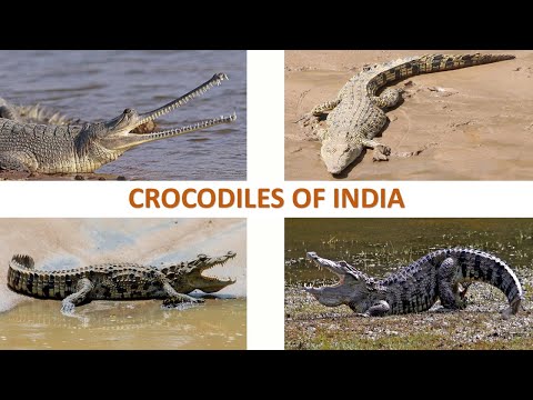 Crocodiles of India 🐊 🇮🇳 | Reptiles | Indian Reptiles