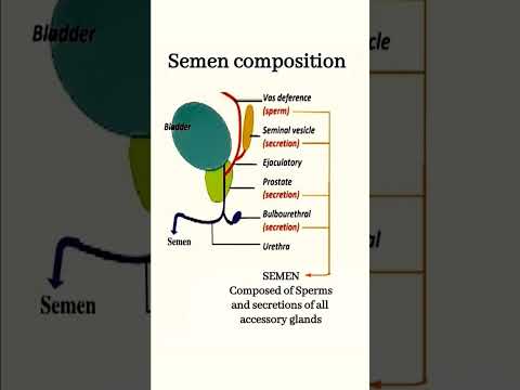 Semen composition | Ingredients of semen #prostatehealth