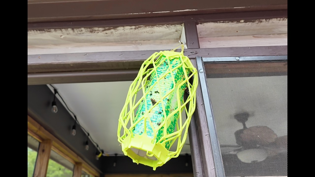 The Easiest Way to Catch Wasps and Carpenter Bees