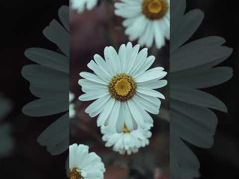 The Surprising Truth About the Beloved Daisy Flower
