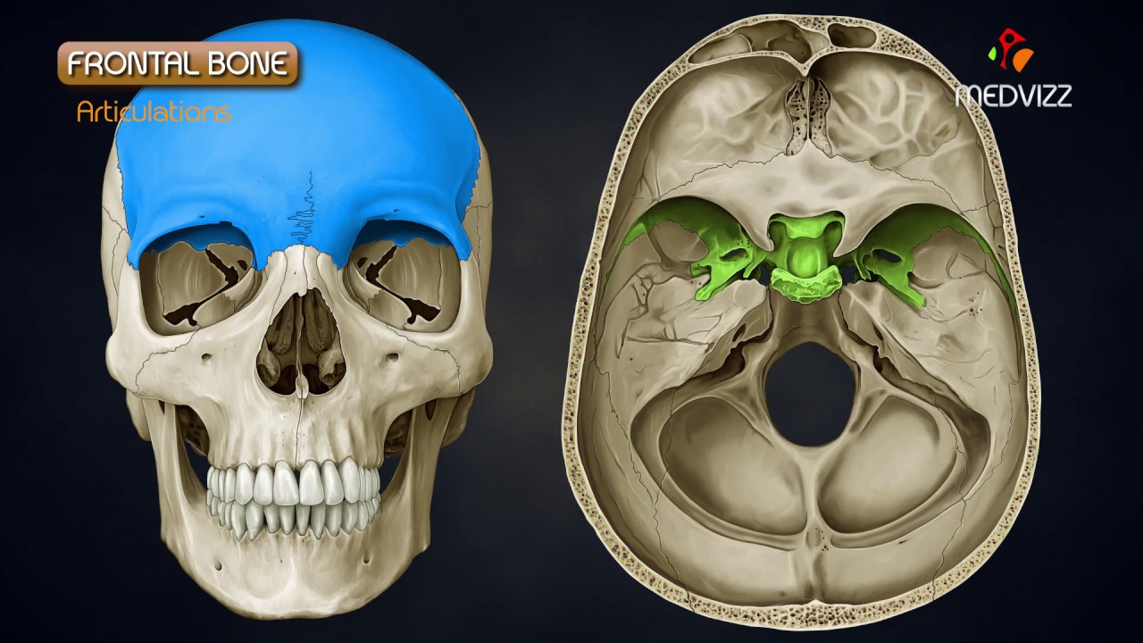Anatomy of Frontal Bone - Animated Osteology , MBBS 1st year
