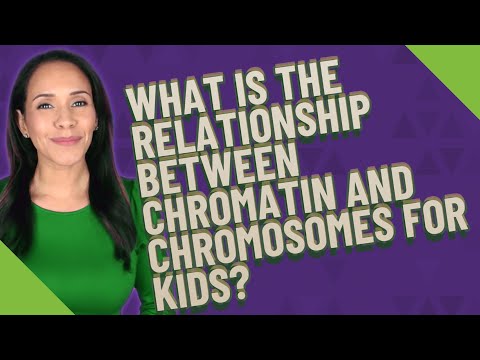 What is the relationship between chromatin and chromosomes for kids?