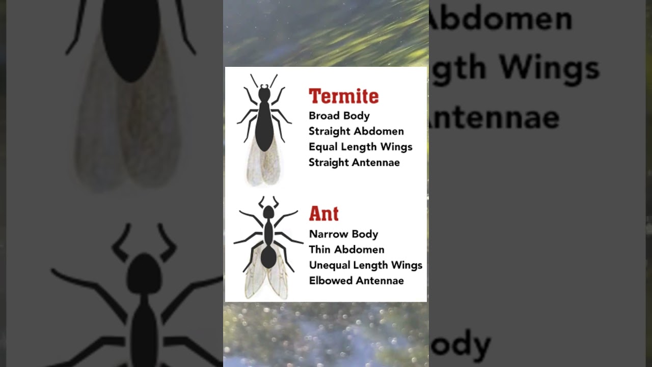 Termites vs Flying Ants | Do you know the difference?