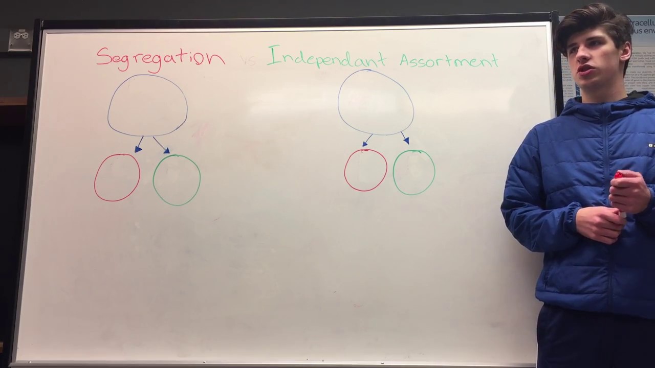 Segregation vs Independent assortment