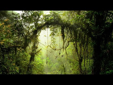 Dreamlands I Roland SH201, Motif 6, Nova 2, Microbrute, Waldorf Rocket
