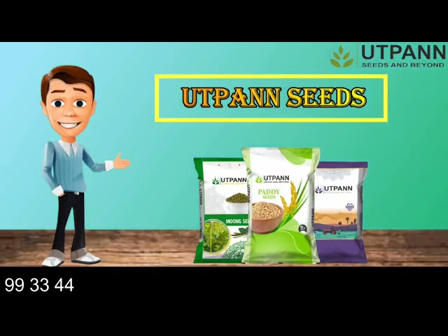 Sorghum Sudan Grass Seed - Hybrid Sorghum Sudan Grass Seeds Trader ...