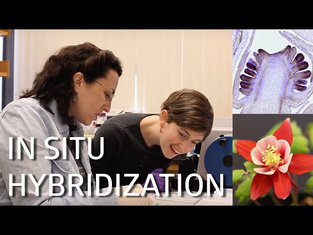 How to pronounce In situ | HowToPronounce.com