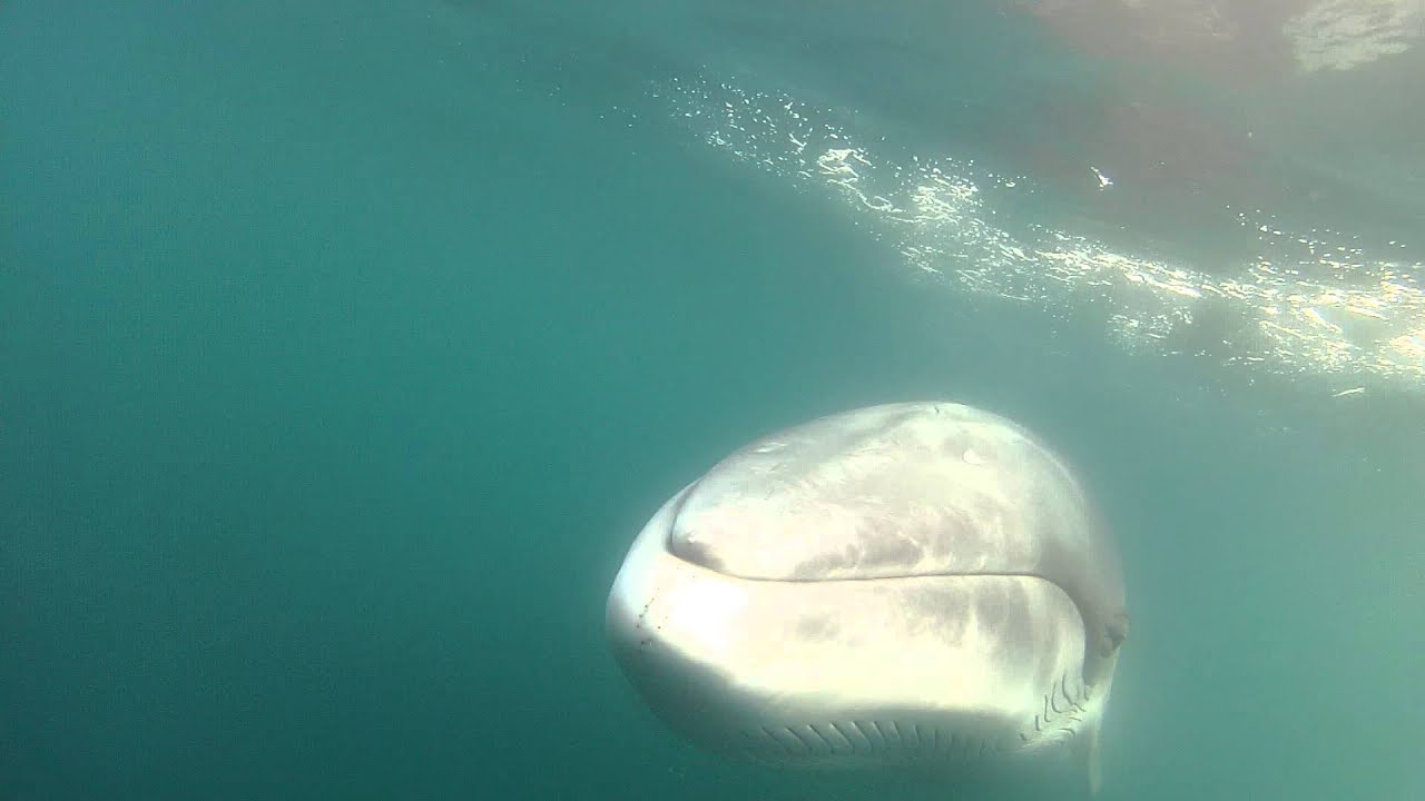 Curious Antarctic minke whale