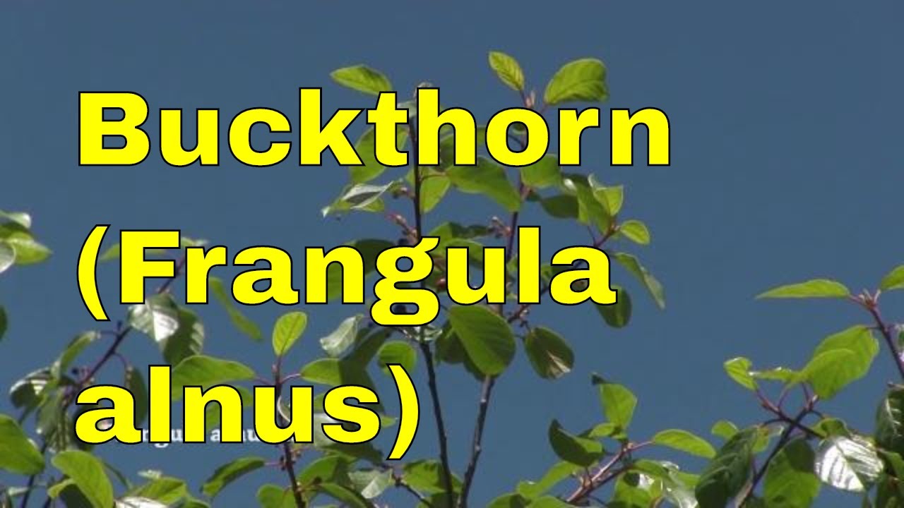 Trees Frangula alnus, alder buckthorn, glossy buckthorn or breaking buckthorn tree identification uk