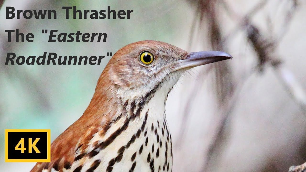 Brown Thrasher The 