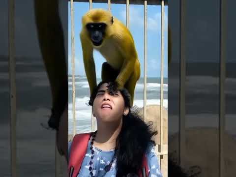 Bachao Bandar Se: The Monkey Menace