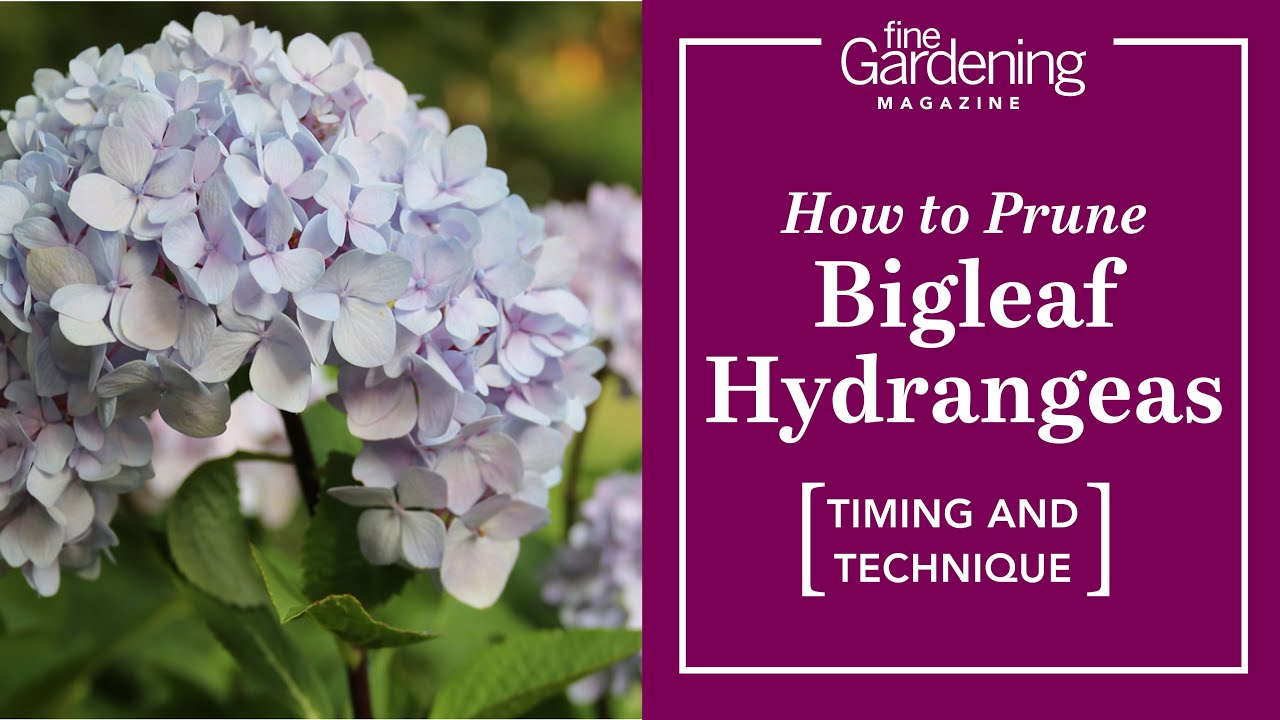 Pruning Bigleaf Hydrangeas - Get the Best, Biggest Hydrangeas | Fine Gardening Magazine