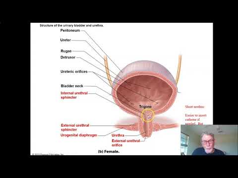 Kidney 3