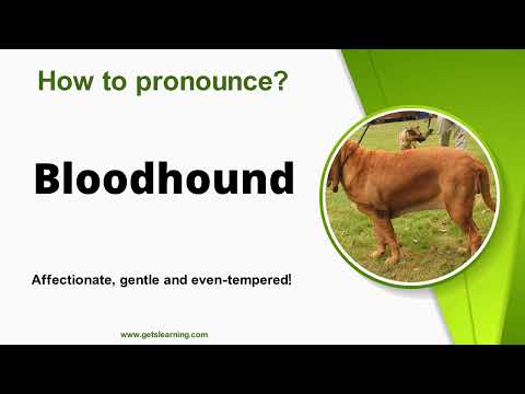 How to pronounce Bloodhound Correctly in English