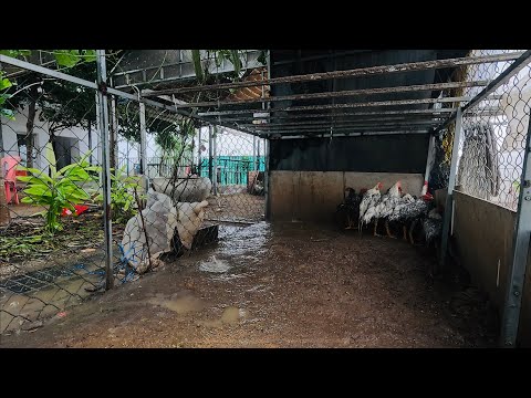 Video 348 | Raising Chicken in Cambodia, Feeding chickens then the rains fall