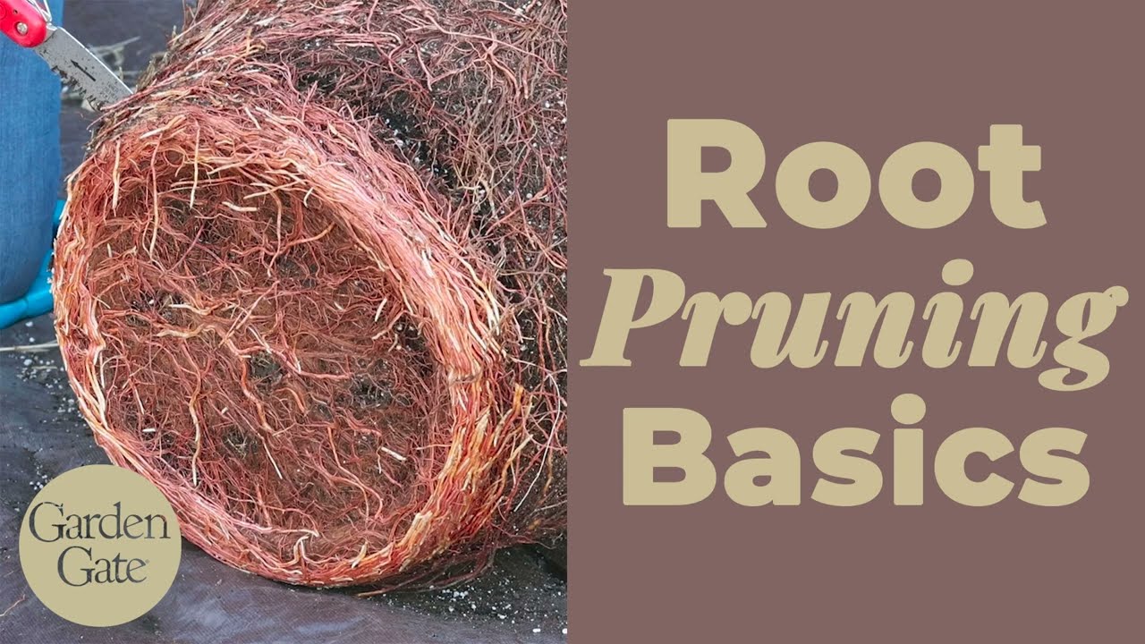 Root Pruning Basics | How to Prune Roots of Container-Grown Trees