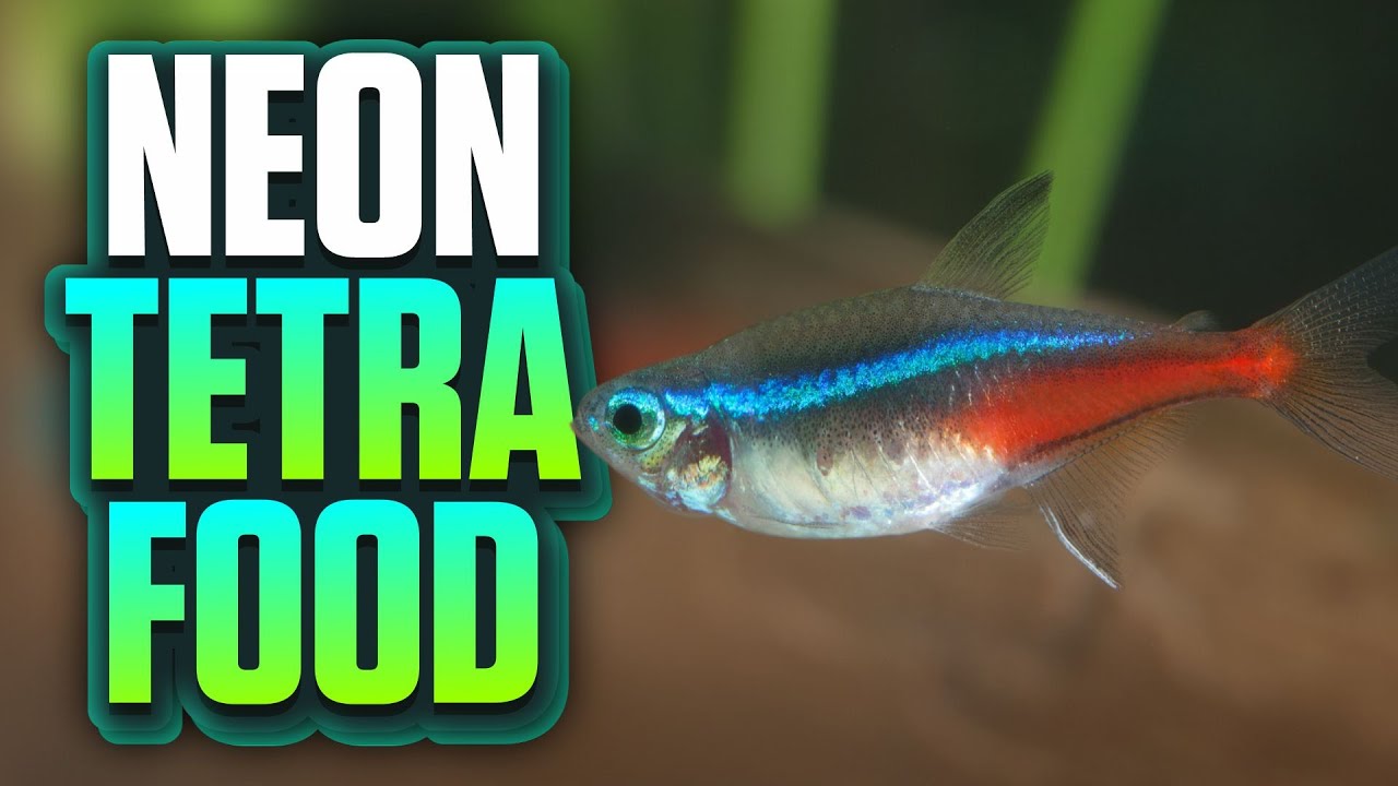 6 Fish Food Products My Neon Tetras Love To Eat! (Food For Neon Tetras)