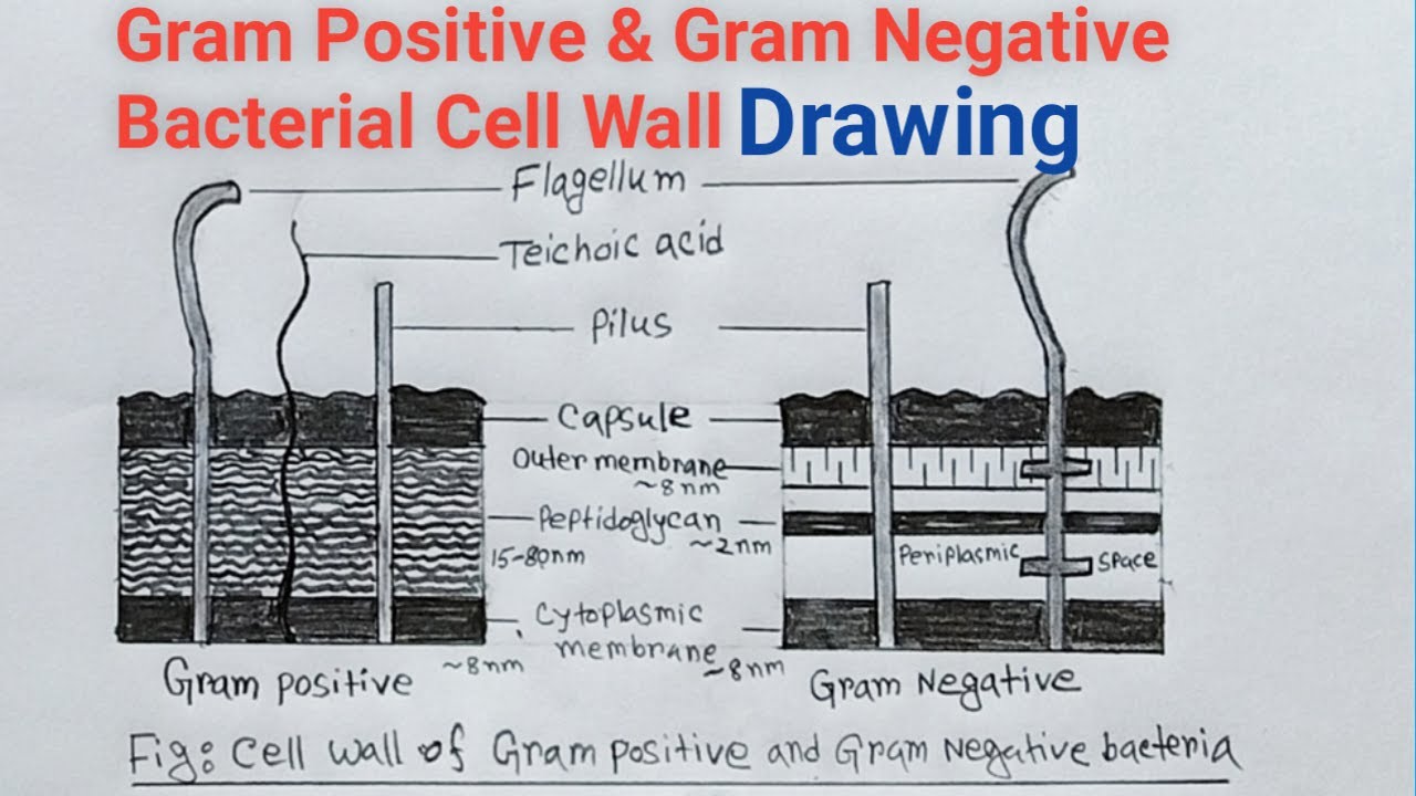 Gram Positive And Gram Negative Bacterial Cell Wall Drawing / Bacterial Cell Wall Diagram